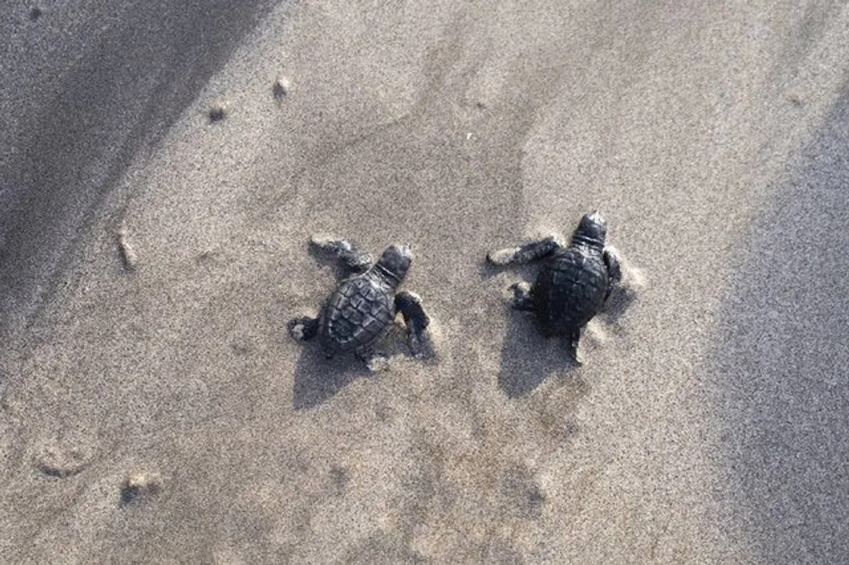 Warming oceans threaten sea turtle reproduction: study | ABS-CBN