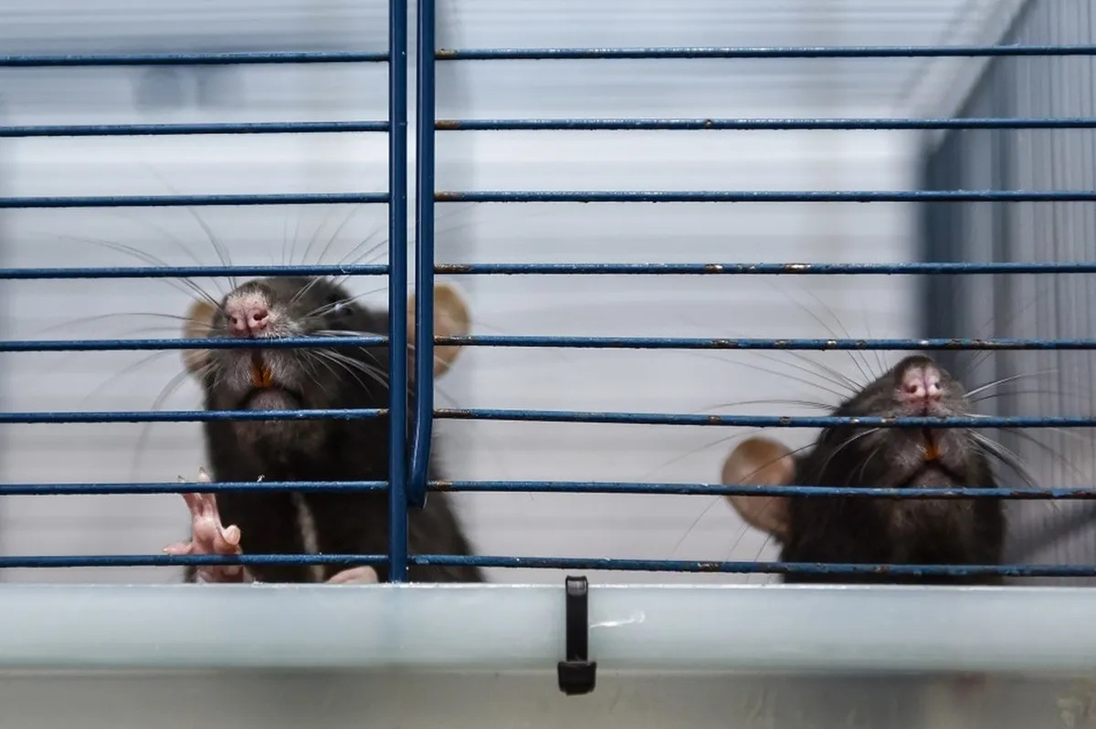 'Revolutionary': Scientists create mice with two fathers | ABS-CBN