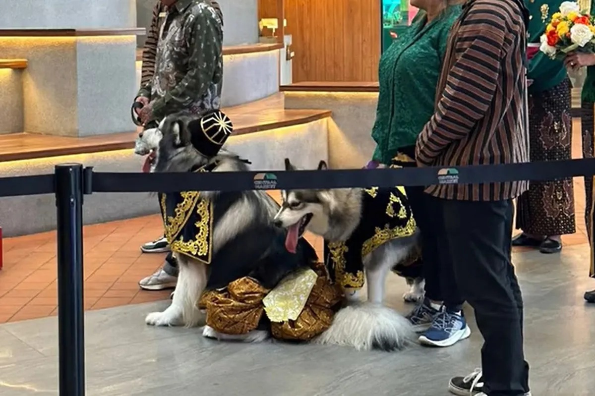 Lavish dog 'wedding' in Indonesia worth P729,000 earns backlash | ABS ...