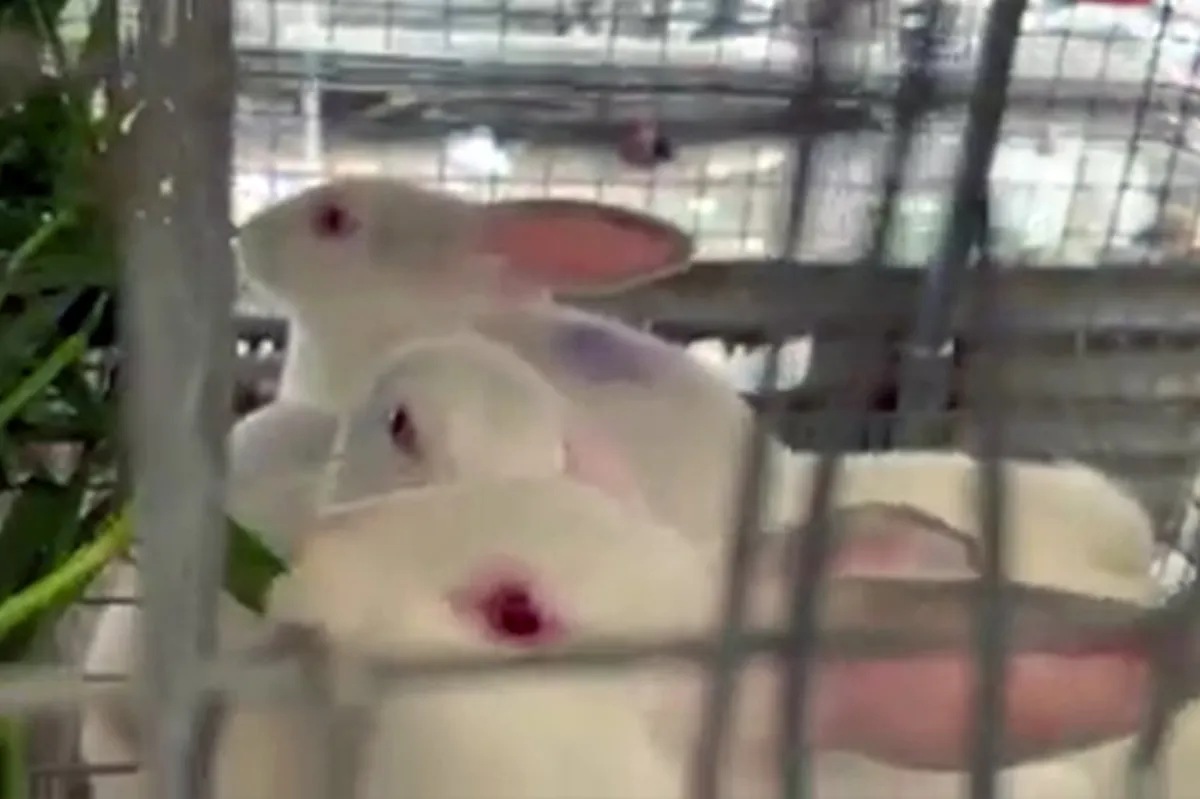 DAR chief promotes rabbit meat production, consumption to farmers | ABS ...