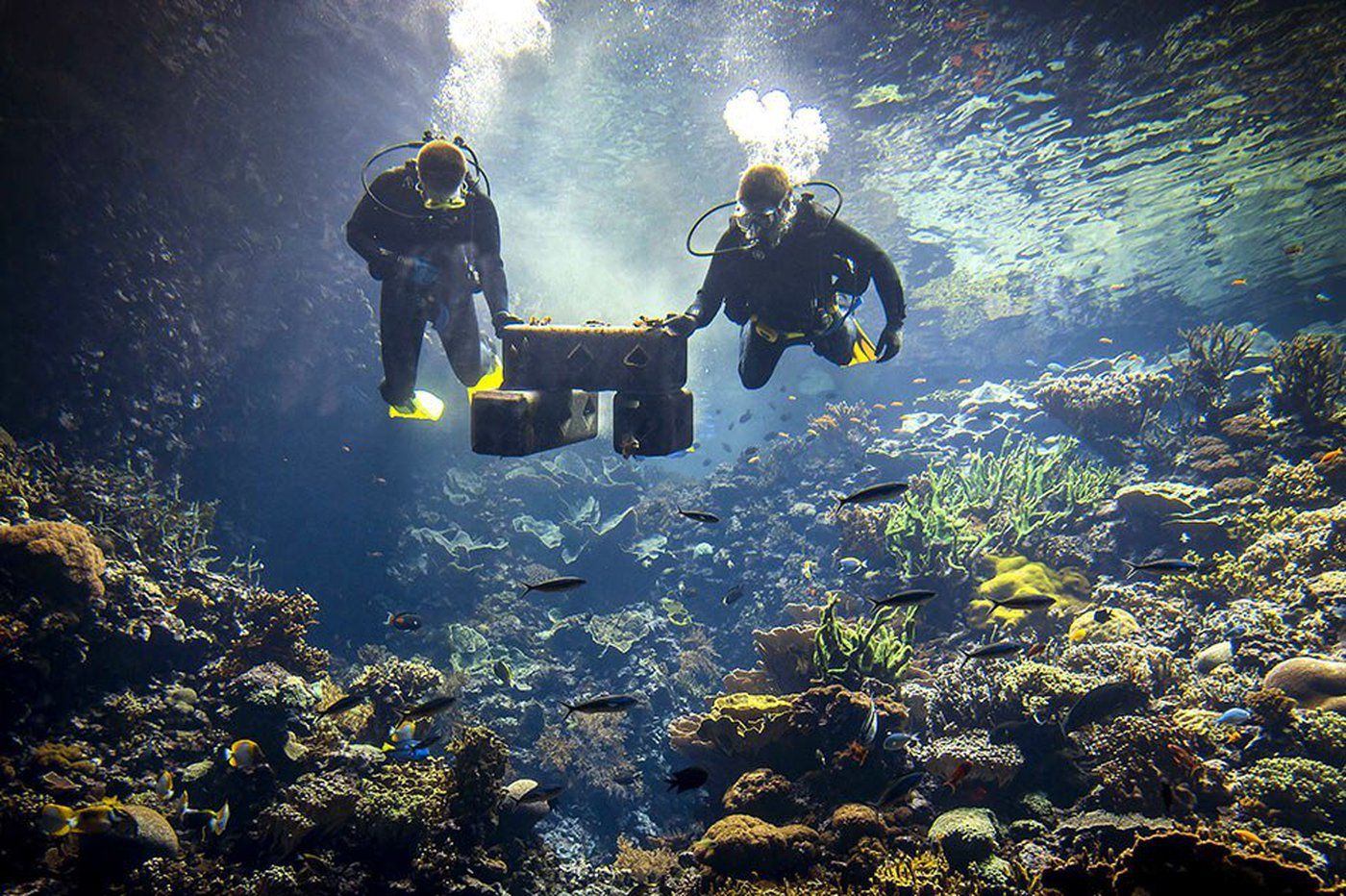 Land and sea efforts to save reefs must work together: study | ABS-CBN