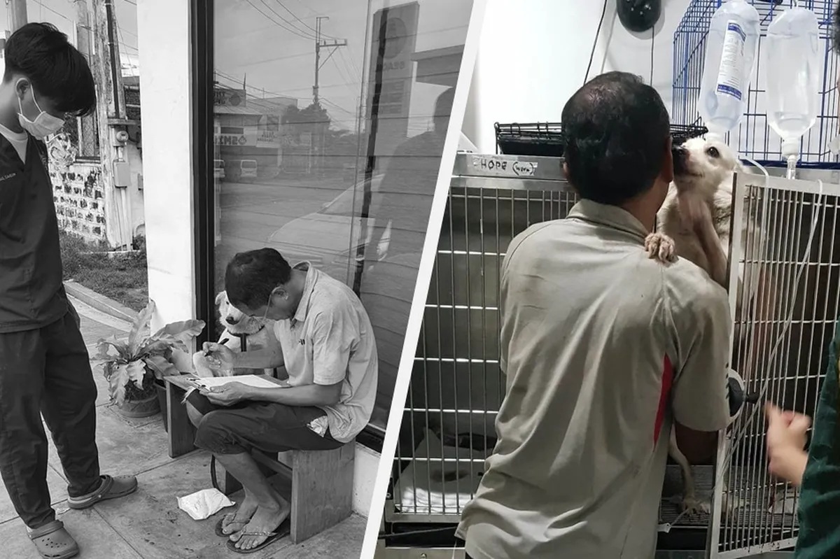 Help pours in for dog suffering from nose bleeding in Cavite | ABS-CBN ...