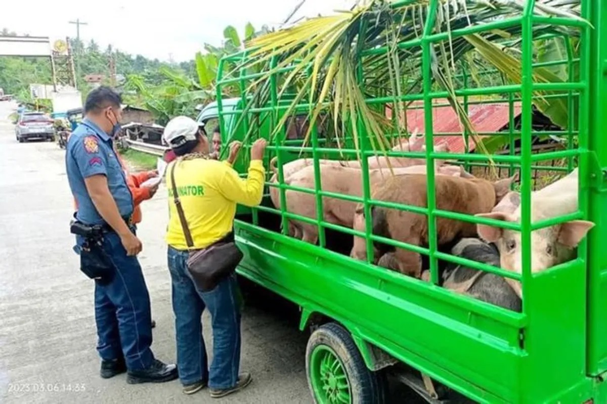 Carcar City, Cebu culls 800 hogs to curb ASF spread | ABS-CBN News