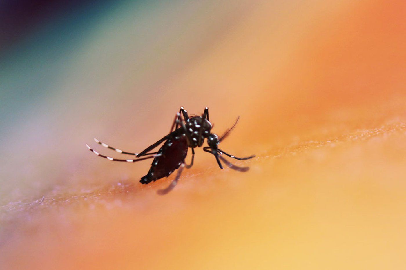 Oriental Mindoro declared malaria-free - DOH | ABS-CBN News