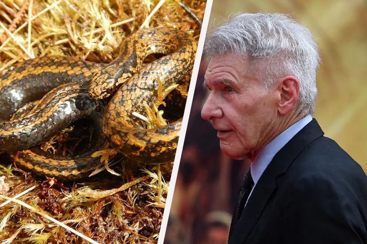 New species of snake found in Peru named after Harrison Ford | ABS-CBN ...