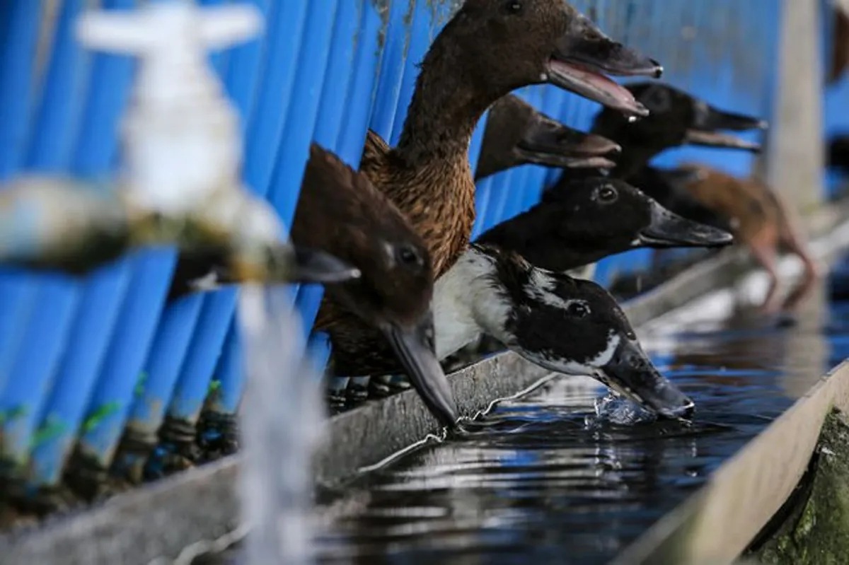 DOH: No human case of avian influenza in Philippines so far | ABS-CBN News