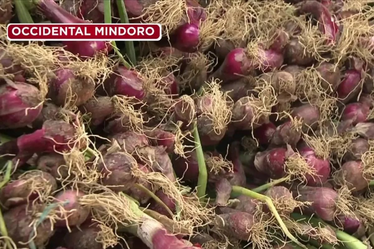 Sibuyas mula Mindoro, nabubulok umano dahil sa kawalan ng cold storage ... Sibuyas mula Mindoro, nabubulok umano dahil sa kawalan ng cold storage ...