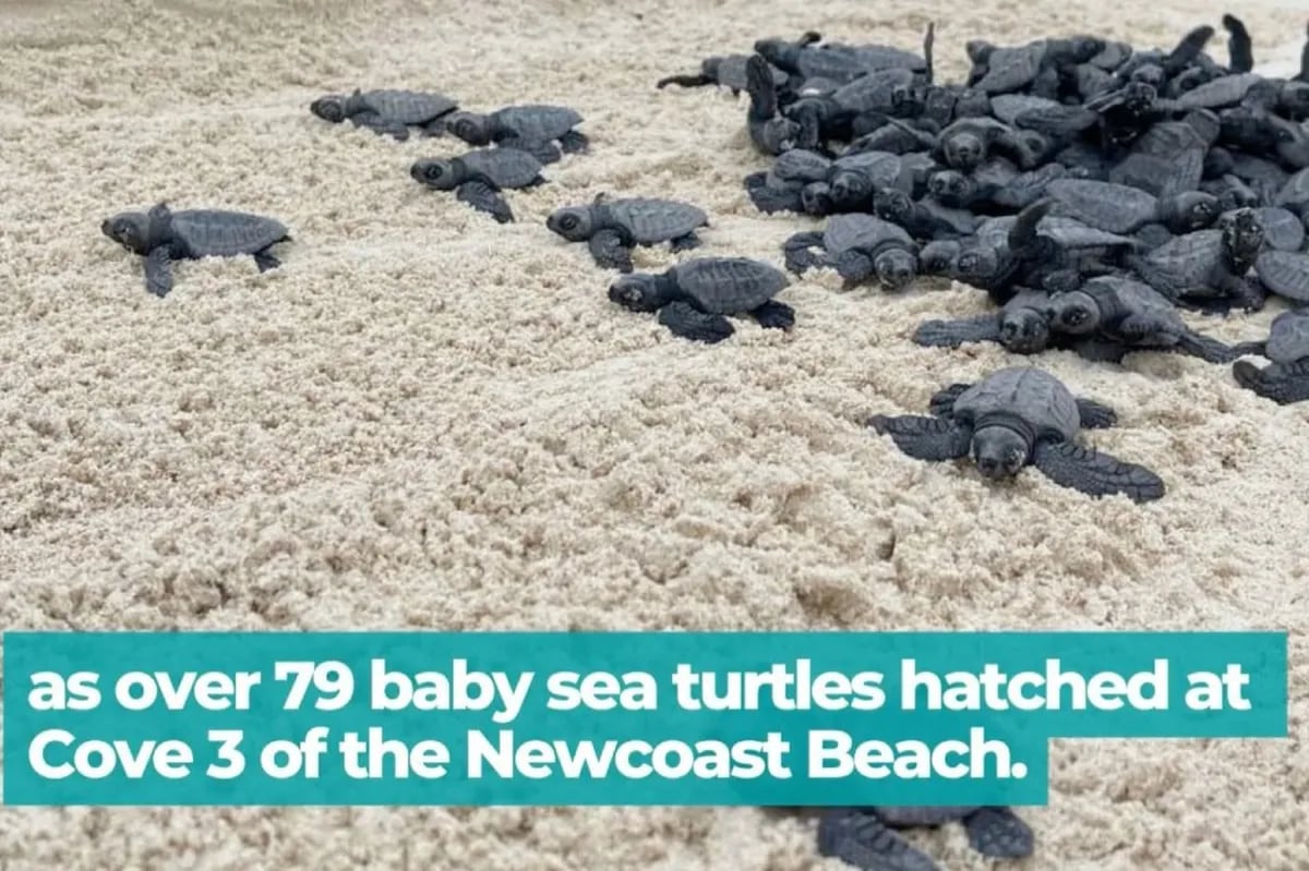 WATCH: Over 70 sea turtles crawl into the sea in Boracay | ABS-CBN ...