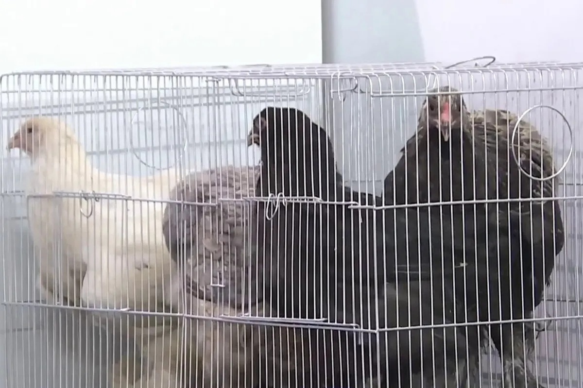 Pinakamalaking manok contest sa 'Animal Con' 2023 | ABS-CBN Lifestyle