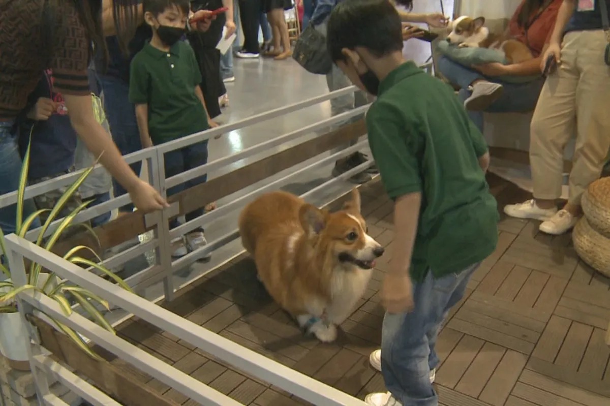 Iba't ibang pets tampok sa unang animal convention sa PH | ABS-CBN ...