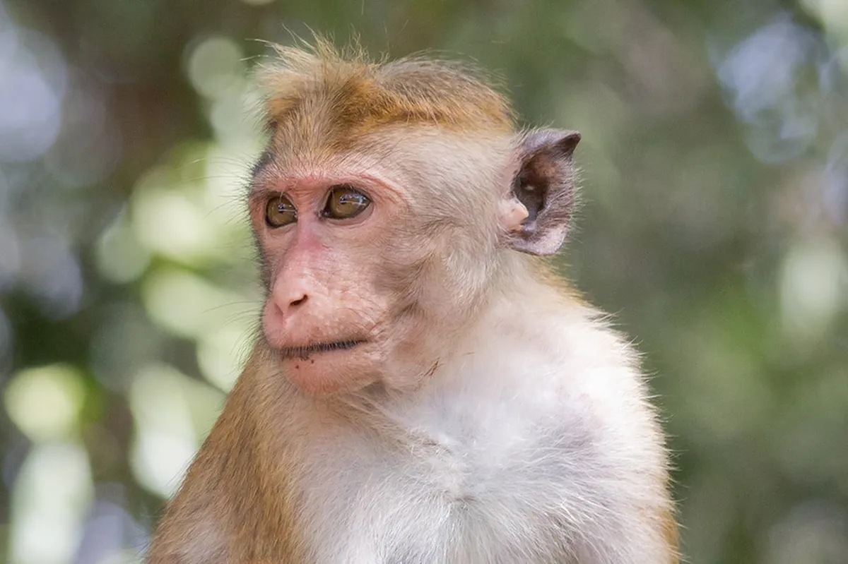 Cash-strapped Sri Lanka scraps plan to export 100,000 endangered ...