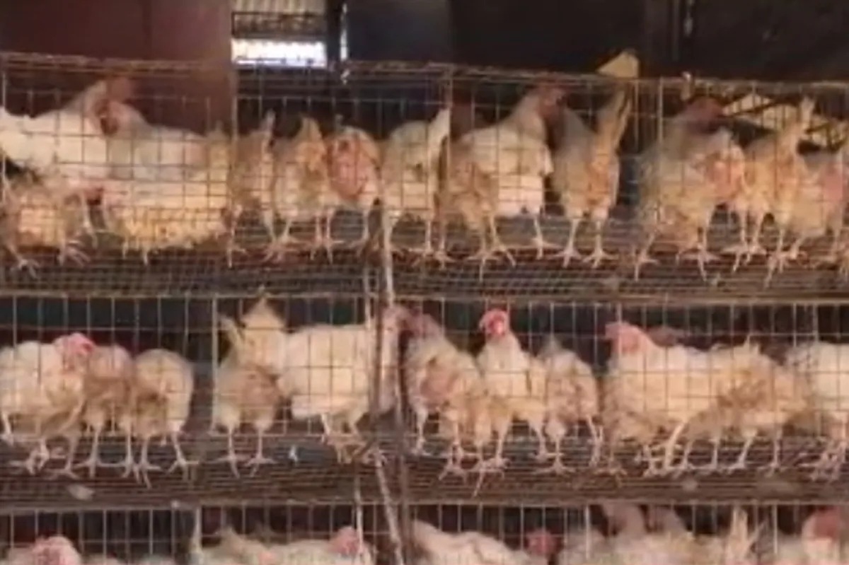 DOH says measures in place amid bird flu outbreaks in PH | ABS-CBN News