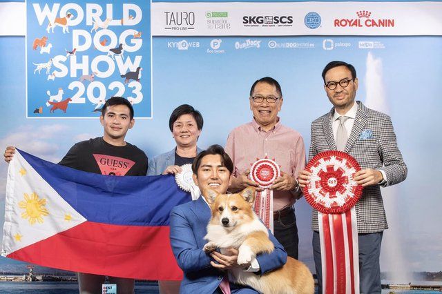 Corgi from PH named 'world winner' in World Dog Show 2023 | ABS-CBN ...