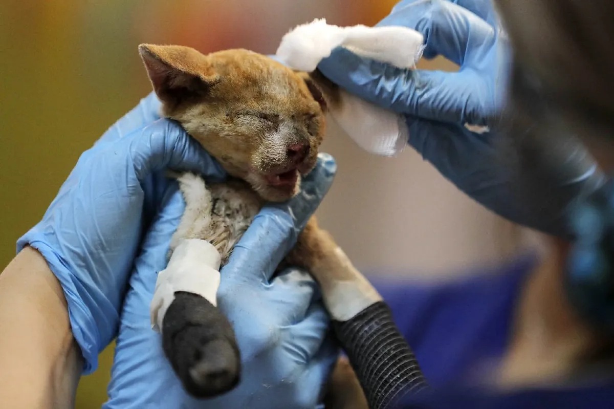 Makeshift clinic saves pets burned in Chile forest fires | ABS-CBN