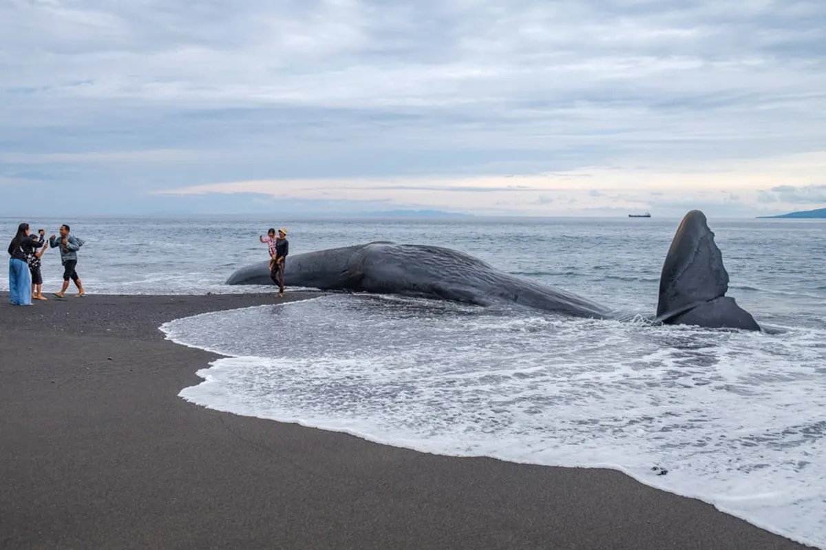 Sperm whale carcass in Bali | ABS-CBN