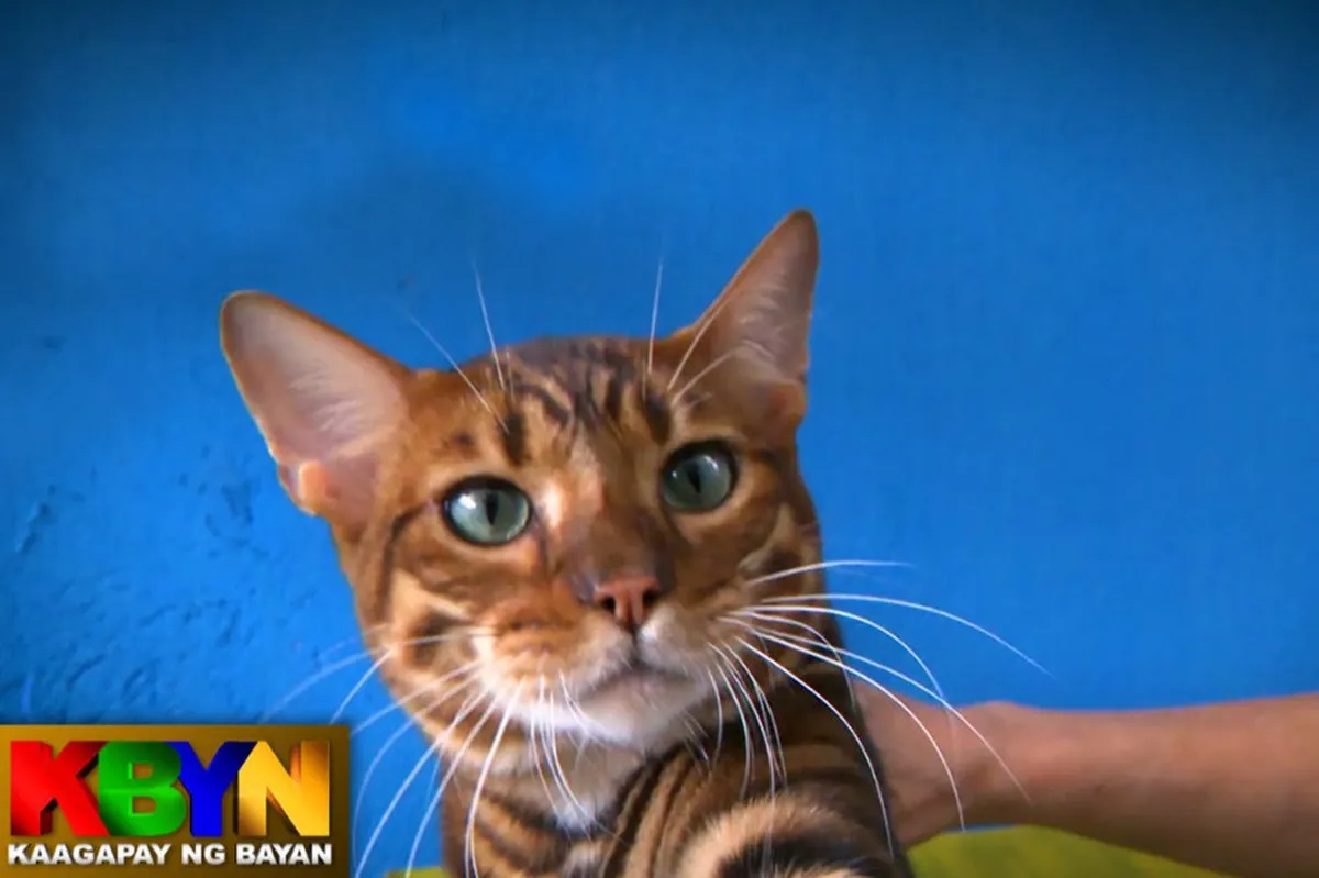 KBYN: Breed ng pusa aabot P500,000 ang halaga | ABS-CBN Lifestyle