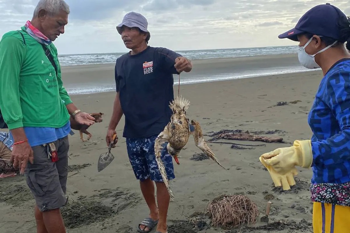 BFAR urges Oriental Mindoro to keep fishing ban after contaminants ...