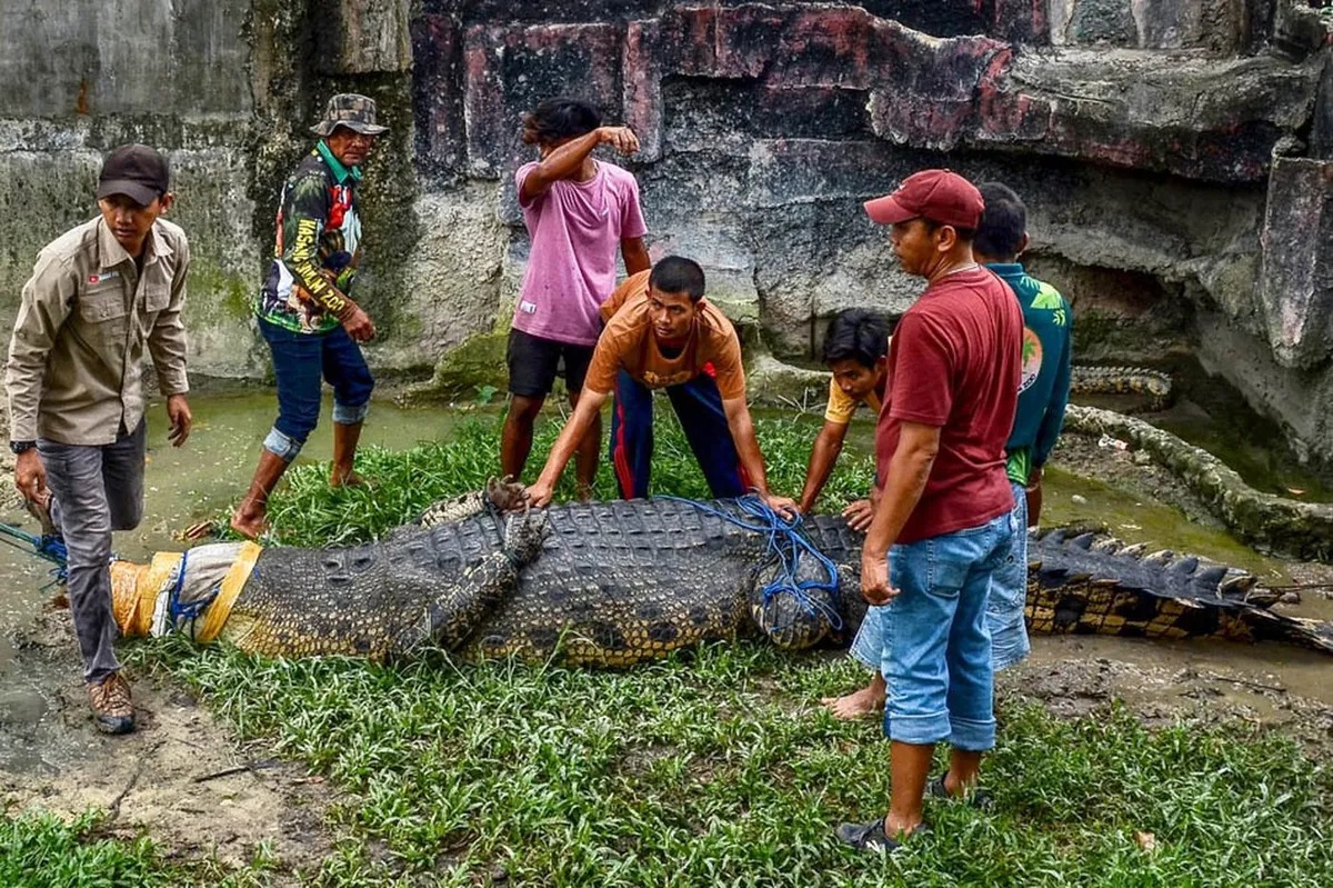 Large croc half the size of Lolong caught in Indonesia | ABS-CBN