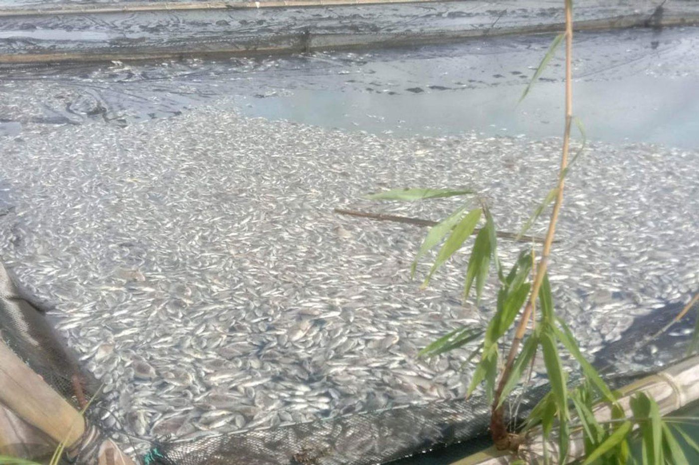 BFAR recommends fish cages regulation in Lake Sebu after recent fish ...