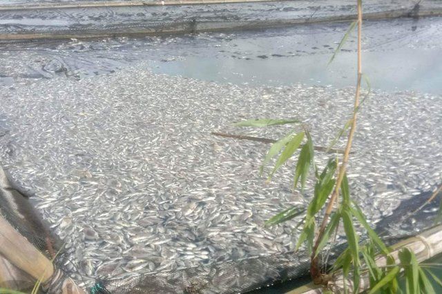 BFAR recommends fish cages regulation in Lake Sebu after recent fish ...