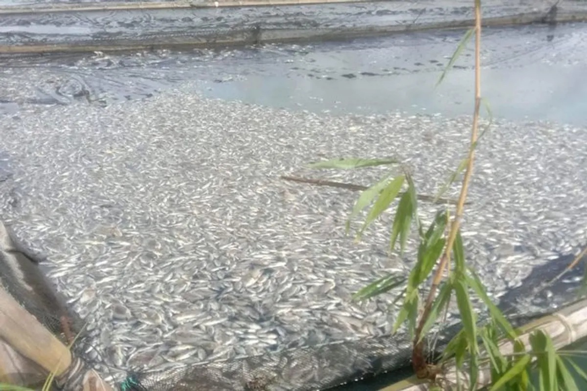BFAR recommends fish cages regulation in Lake Sebu after recent fish ...