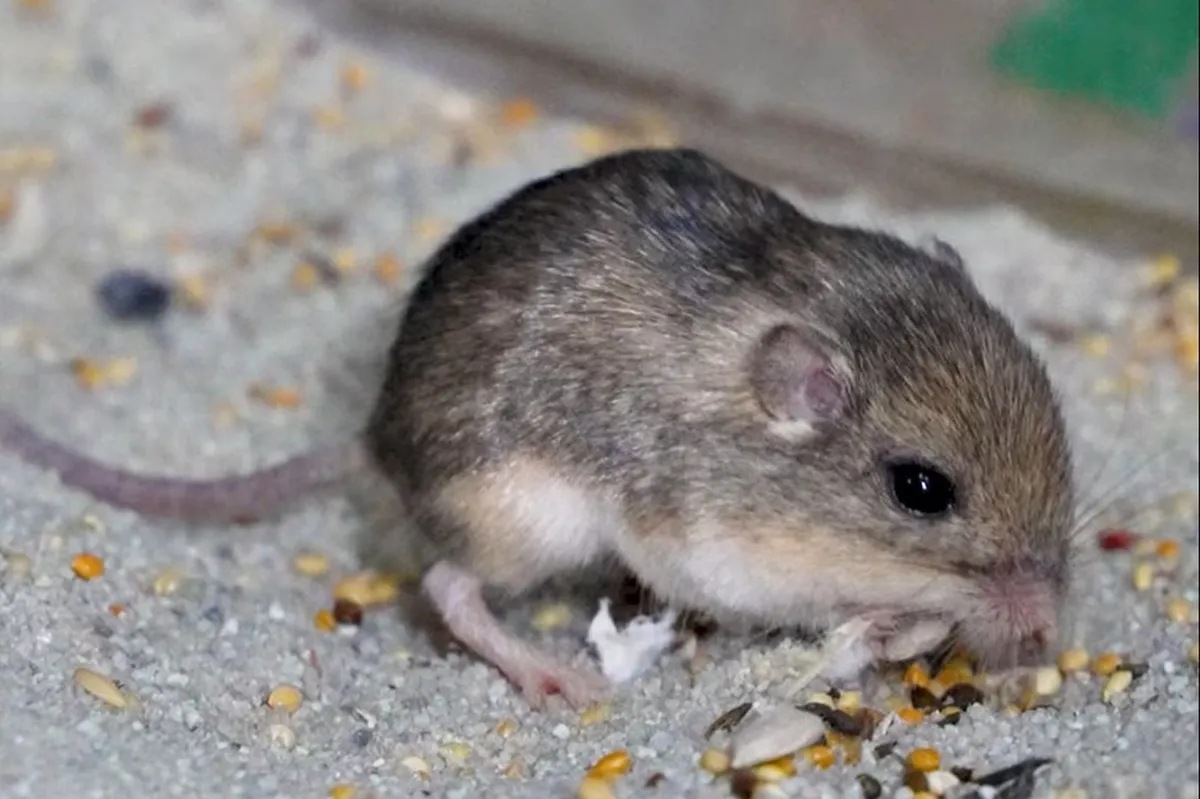 Mouse named Patrick Stewart is Guinness World Records' oldest mouse ...