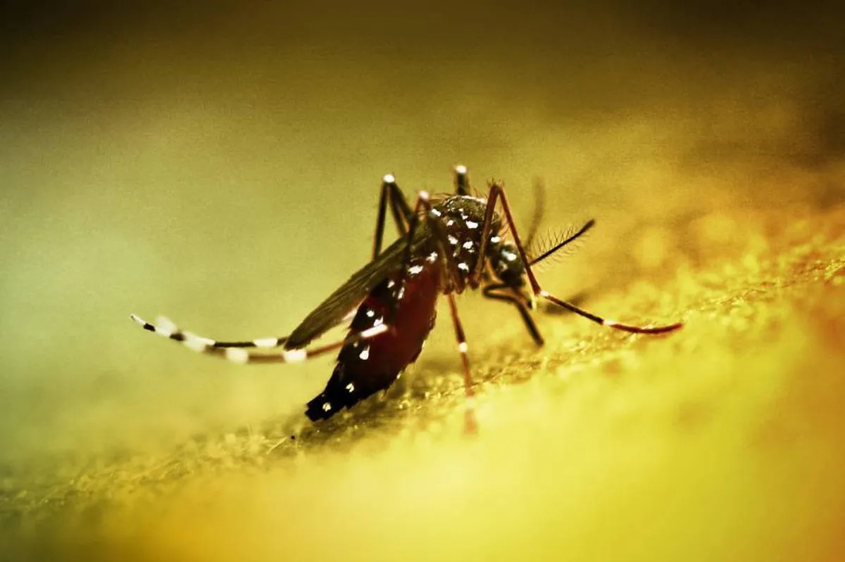 Philippines' malaria cases down by nearly 26 pct in 2022 | ABS-CBN News