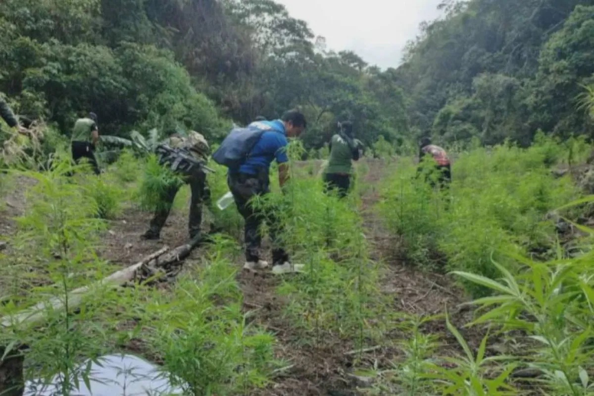 Higit P7 milyong halaga ng marijuana sinunog sa Kalinga | ABS-CBN News Higit P7 milyong halaga ng marijuana sinunog sa Kalinga | ABS-CBN News