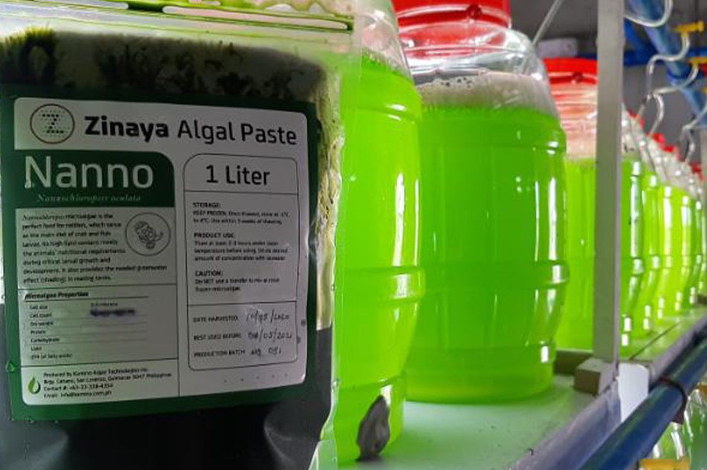 Algal paste offers alternative, sustainable feed for hatcheries in PH ...