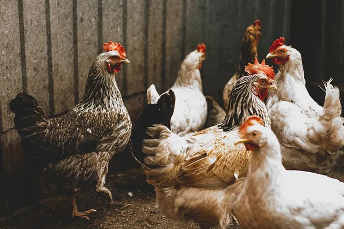 Scientists create egg-laying hens that only produce females | ABS-CBN