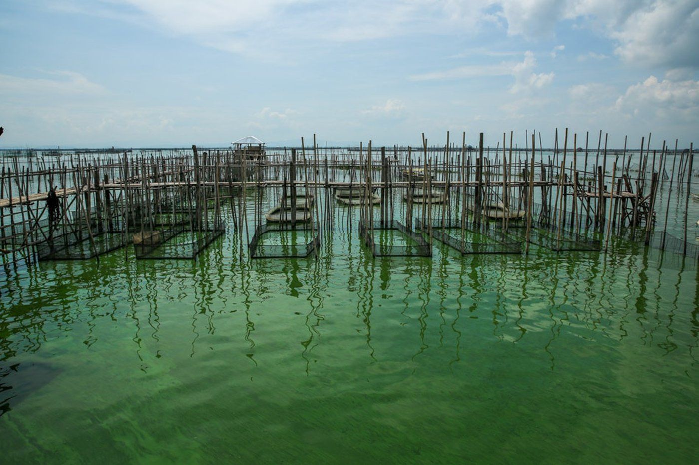 How Chinese scientists used algae in seawater battery to make clean ...