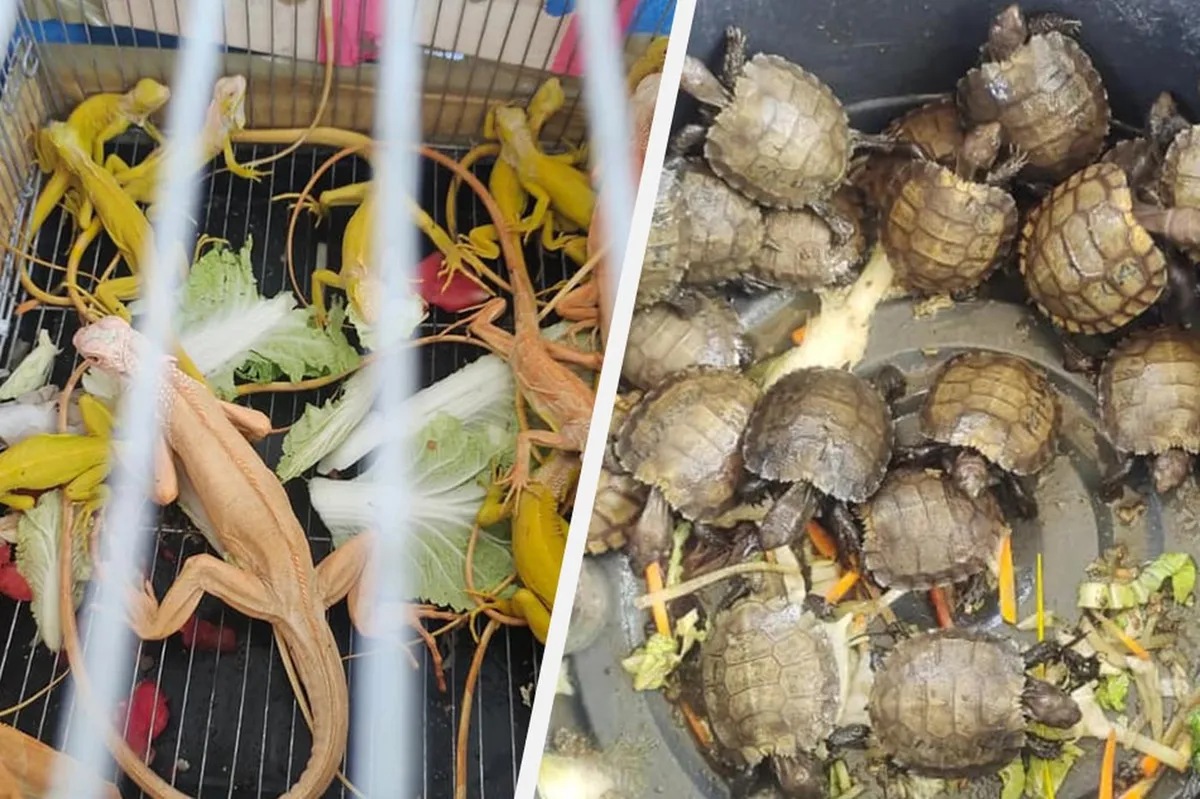 4 timbog sa tangkang pagpuslit ng higit 100 wildlife species | ABS-CBN News