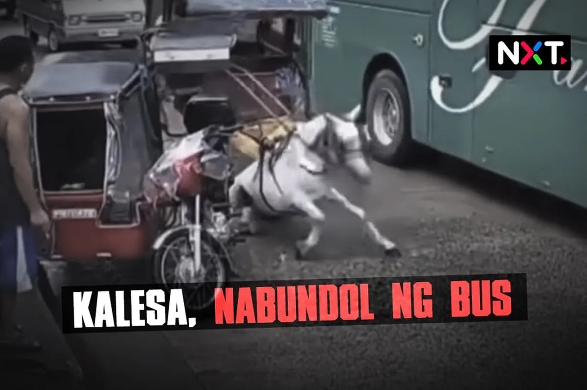 Kalesa, nabundol ng bus | ABS-CBN News Kalesa, nabundol ng bus | ABS-CBN News