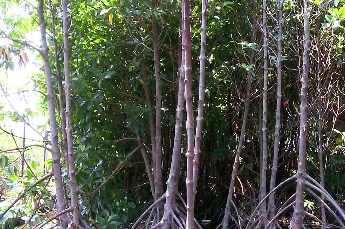 Pag-aalaga ng bakawan sa mga coastal area itinutulak | ABS-CBN News