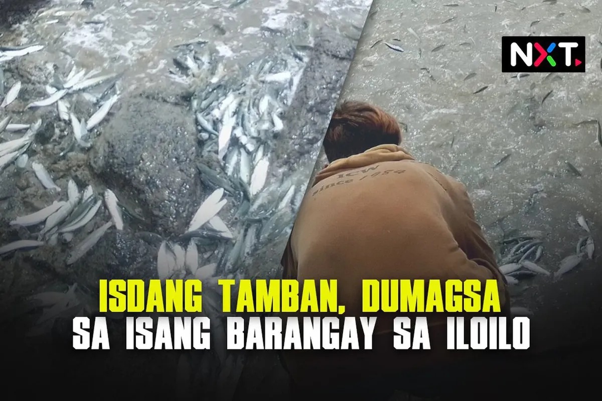Isdang tamban, dumagsa sa isang barangay sa Iloilo | ABS-CBN News