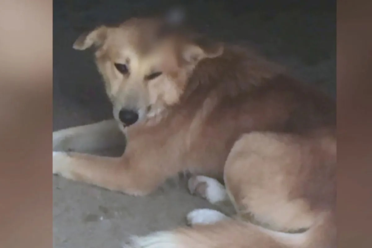 Aso milagrong nakaligtas matapos saksakin ng kutsilyo sa ulo | ABS-CBN News