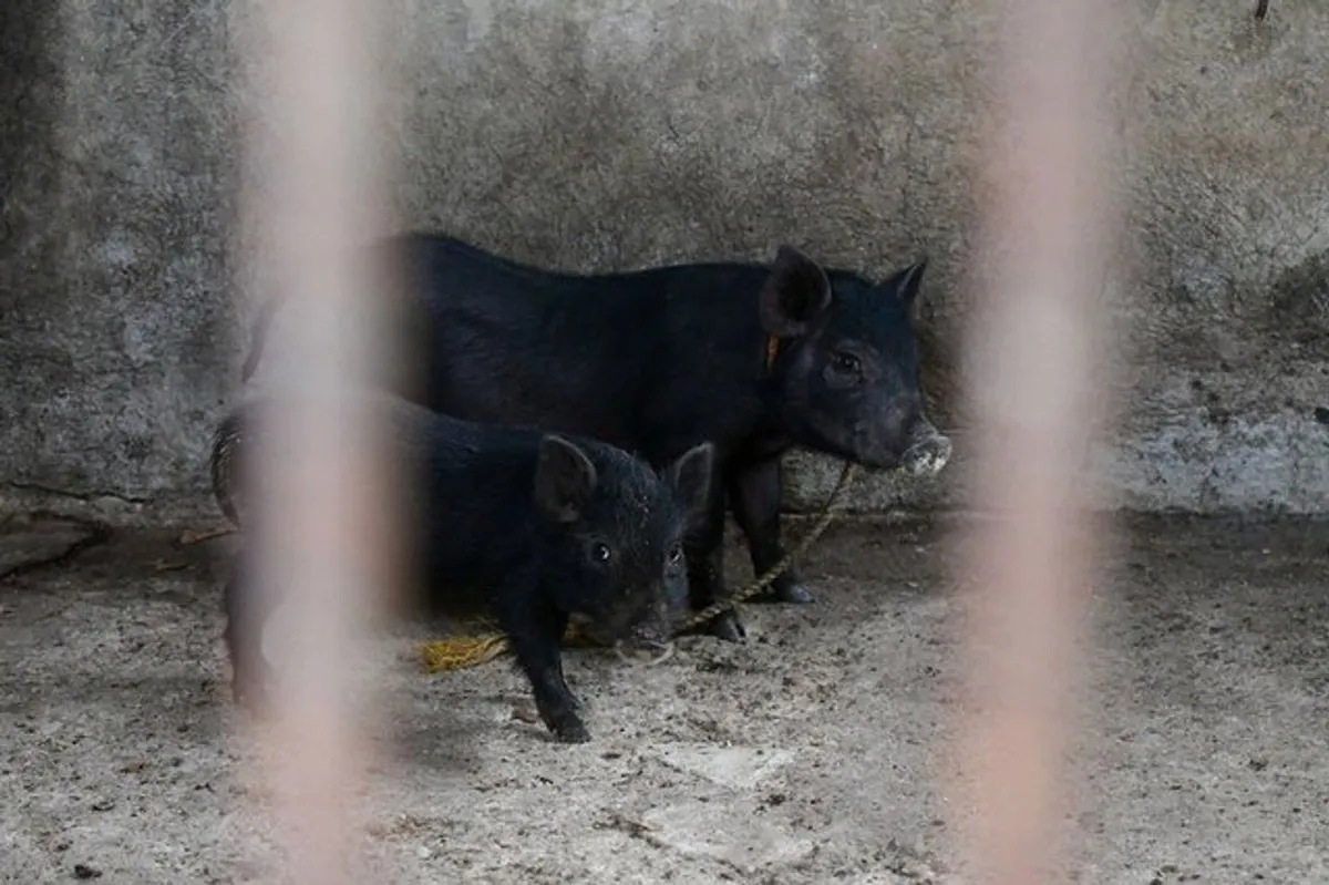 Subsidy sought for hog raisers affected by ASF | ABS-CBN News