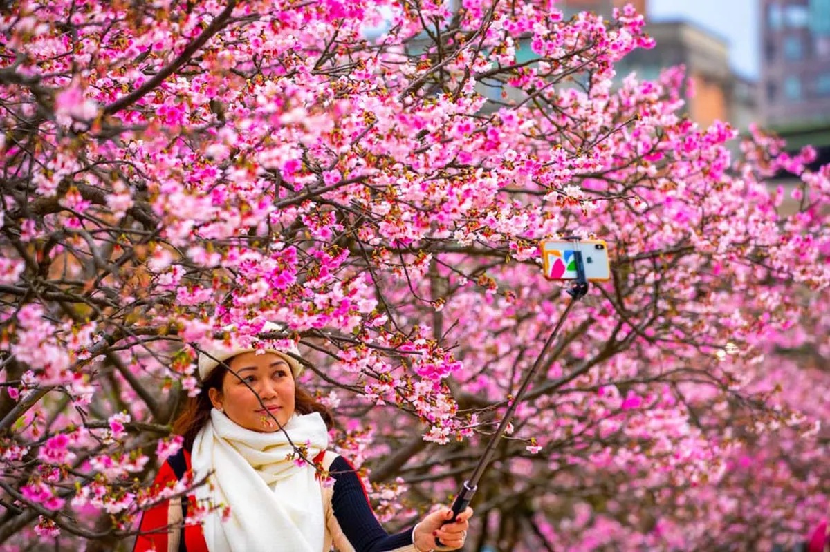 Taiwan cherry blossoms in bloom | ABS-CBN Lifestyle