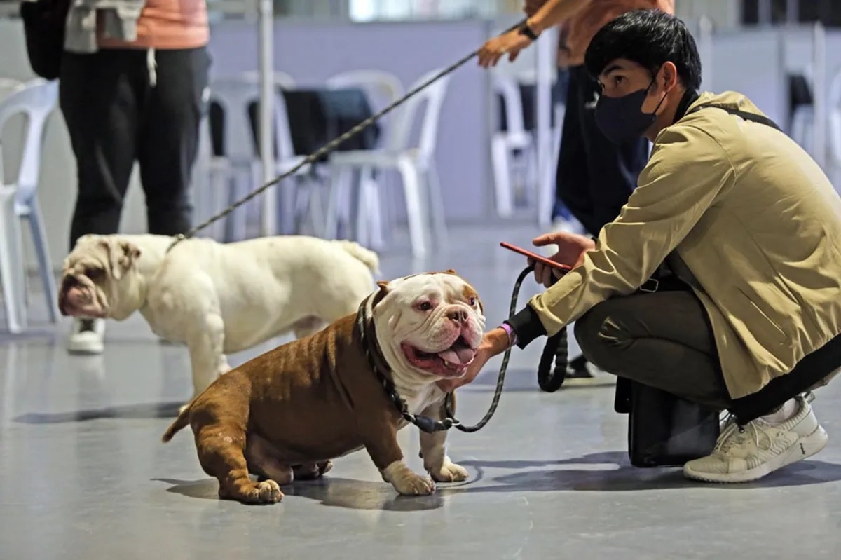 Pinoy dog lovers hold Bully dogs show | ABS-CBN Lifestyle