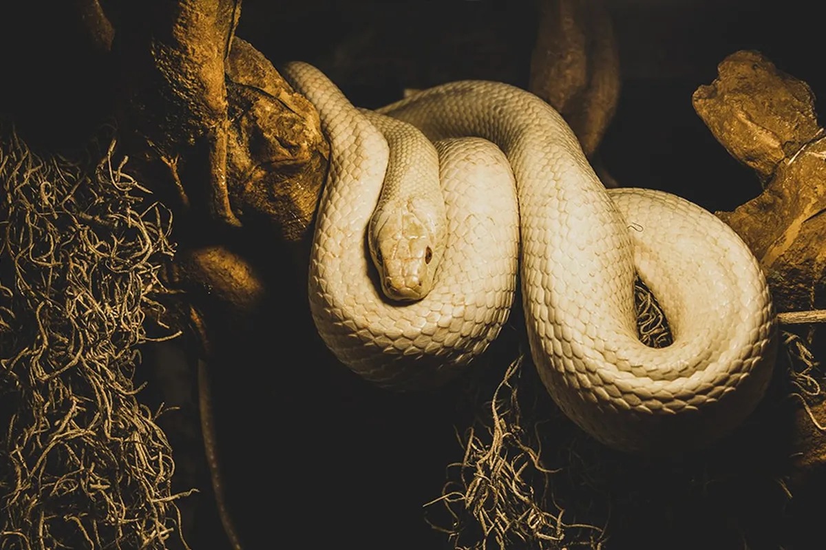 Police respond to panic over man with python | ABS-CBN News