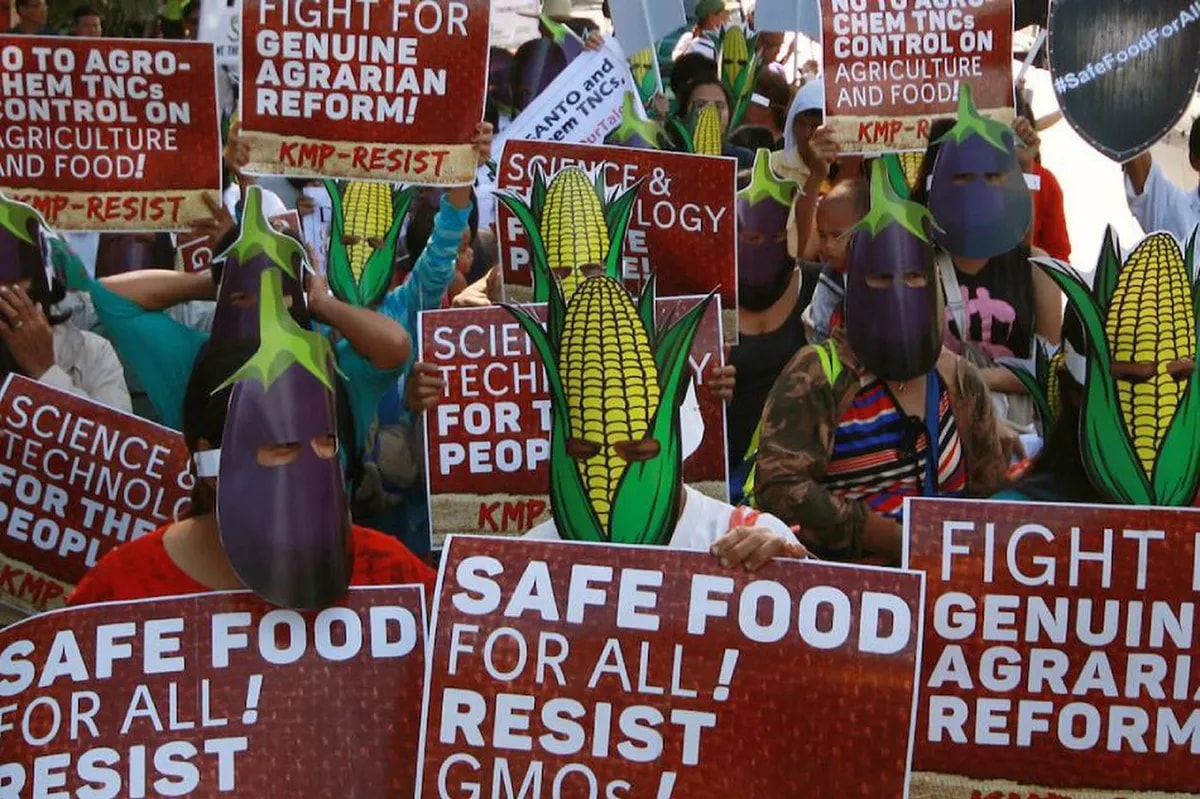 Writ of Kalikasan issued vs genetically modified rice, eggplant | ABS ...