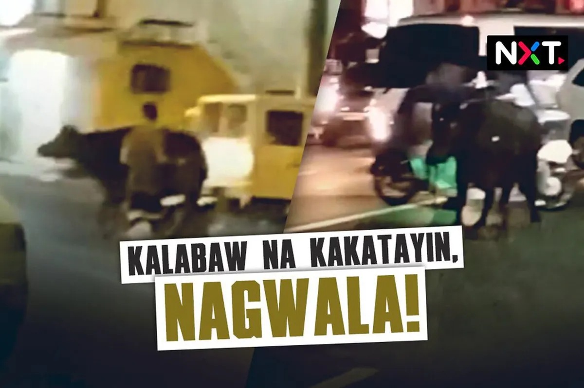 Kalabaw na kakatayin, nagwala! | ABS-CBN News