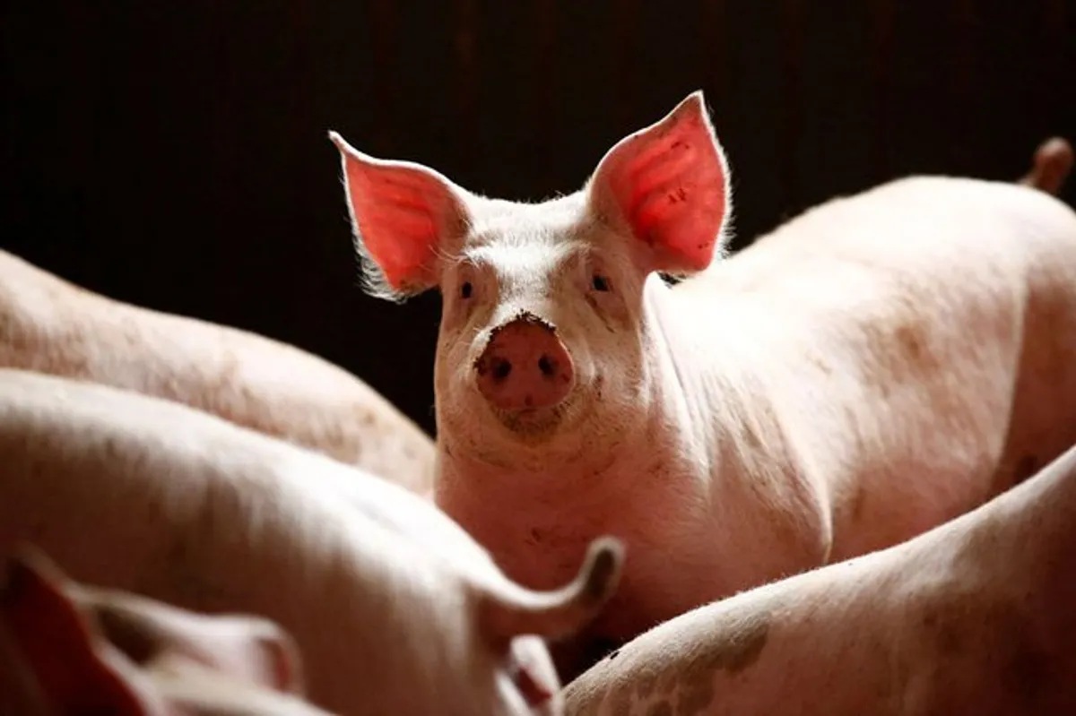 'Internet of pigs': Cargill says modernization needed in swine industry ...