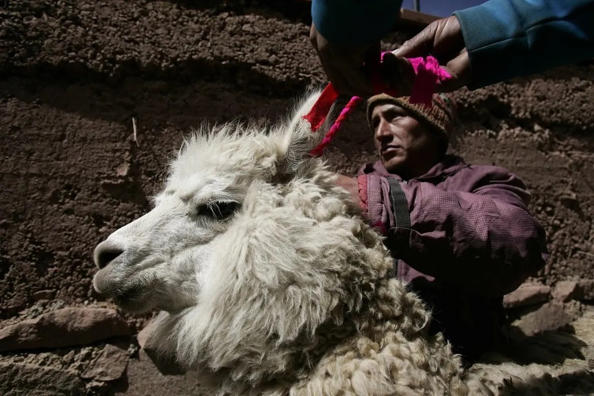 Drought in Peru Andes proves fatal for alpacas, potato crops | ABS-CBN