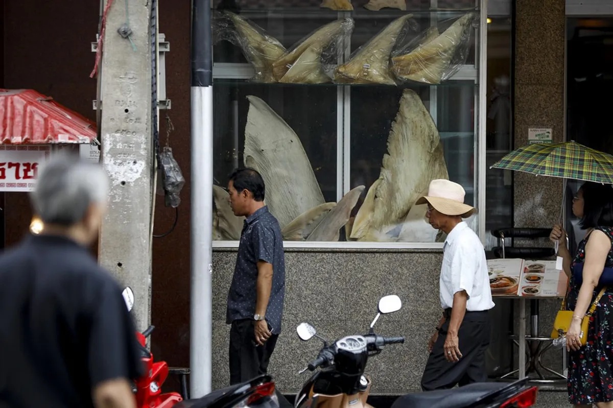 Shark fin hunters in the soup as wildlife summit takes action | ABS-CBN