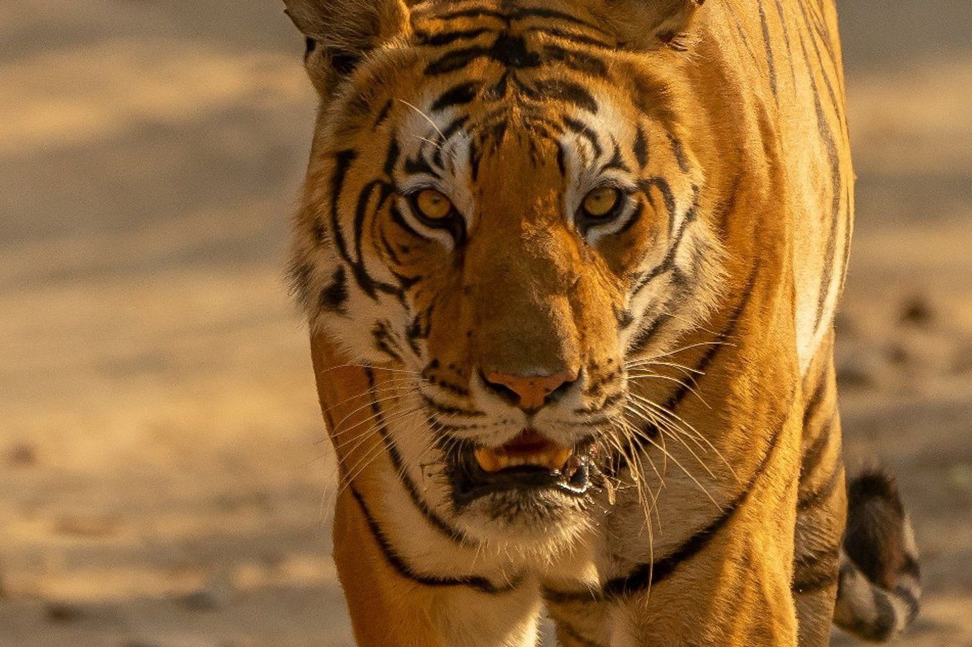 'Man-eater' tiger that killed nine shot dead in India | ABS-CBN