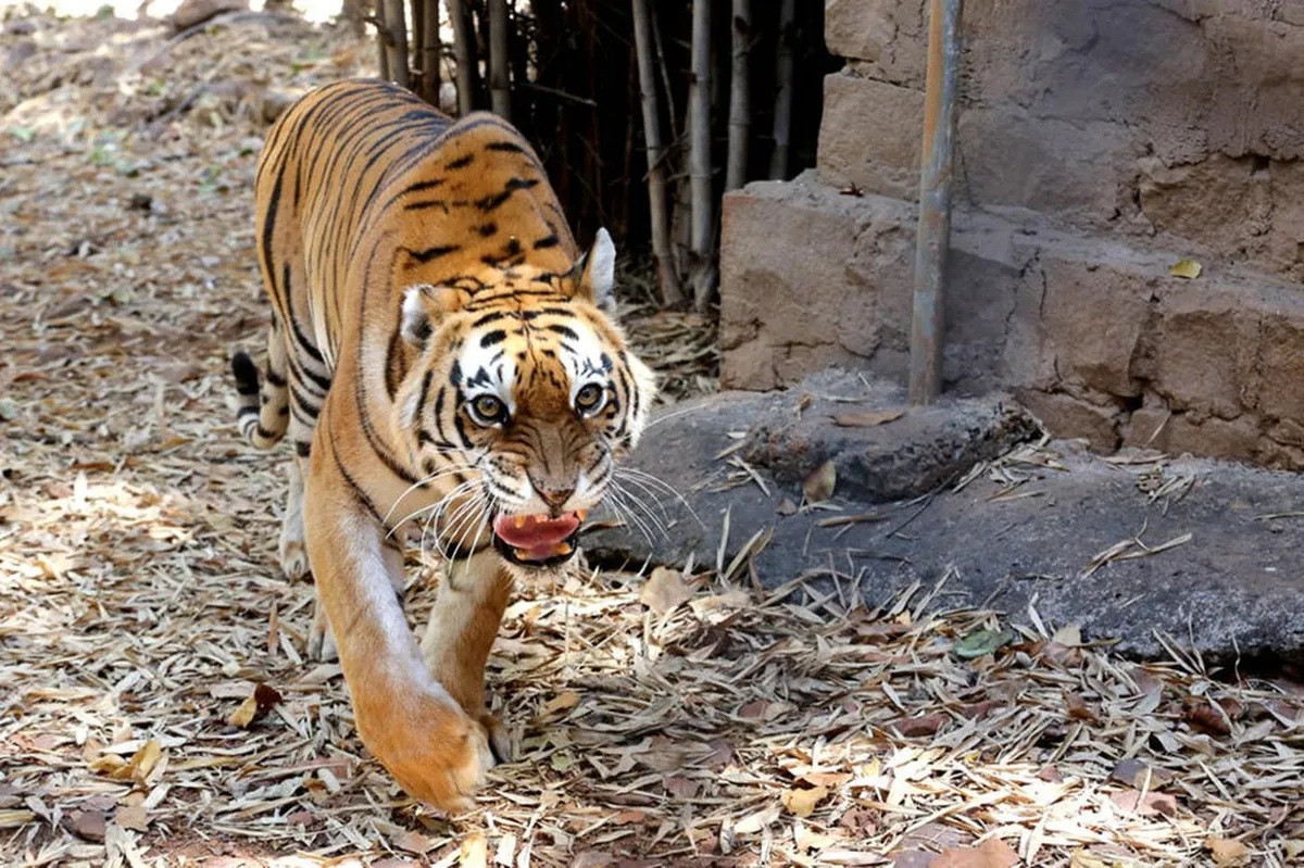 Tiger on the prowl at Indian university campus | ABS-CBN