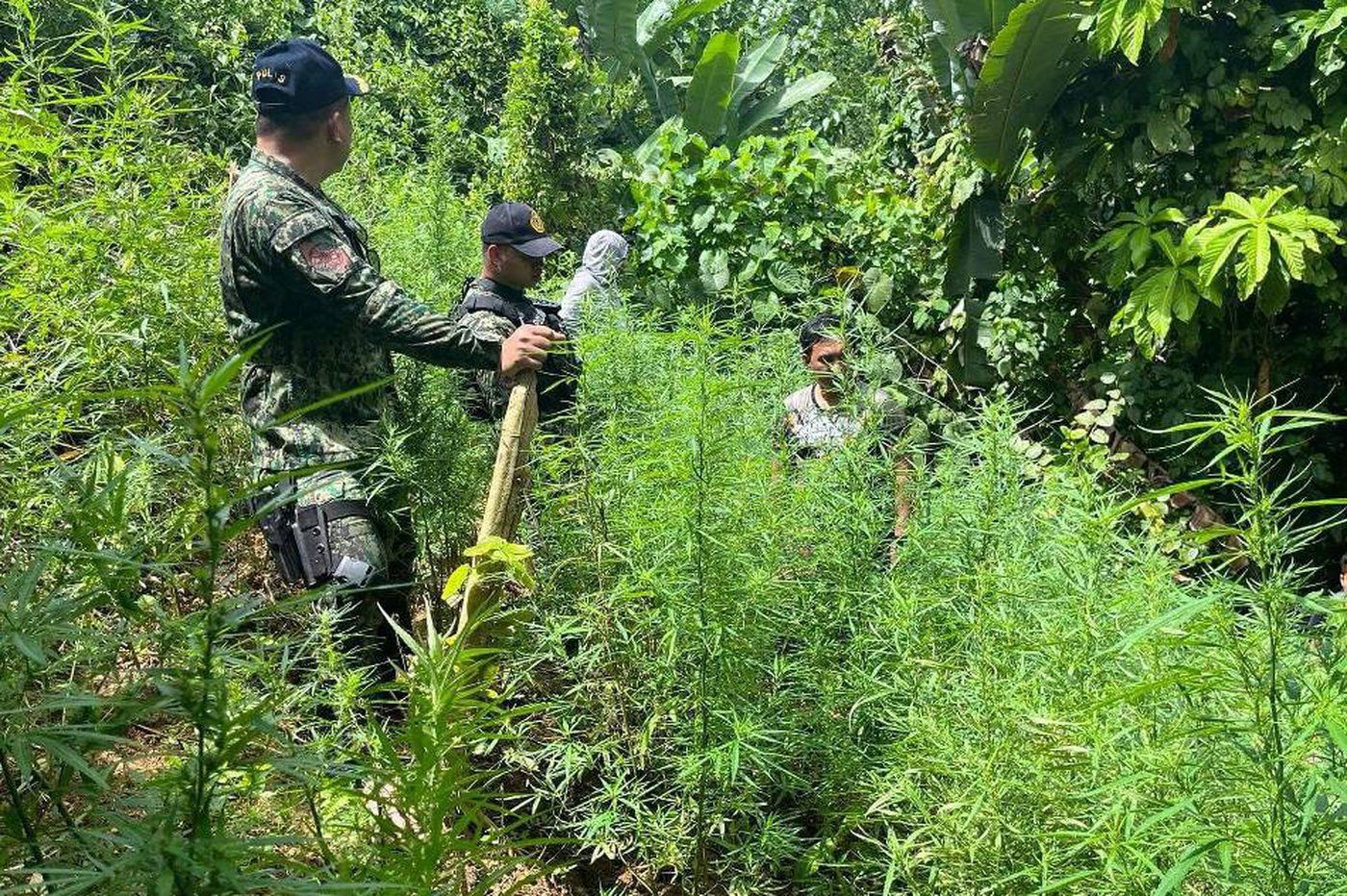 P7.8 milyong halaga ng marijuana binunot sa Cebu City | ABS-CBN News