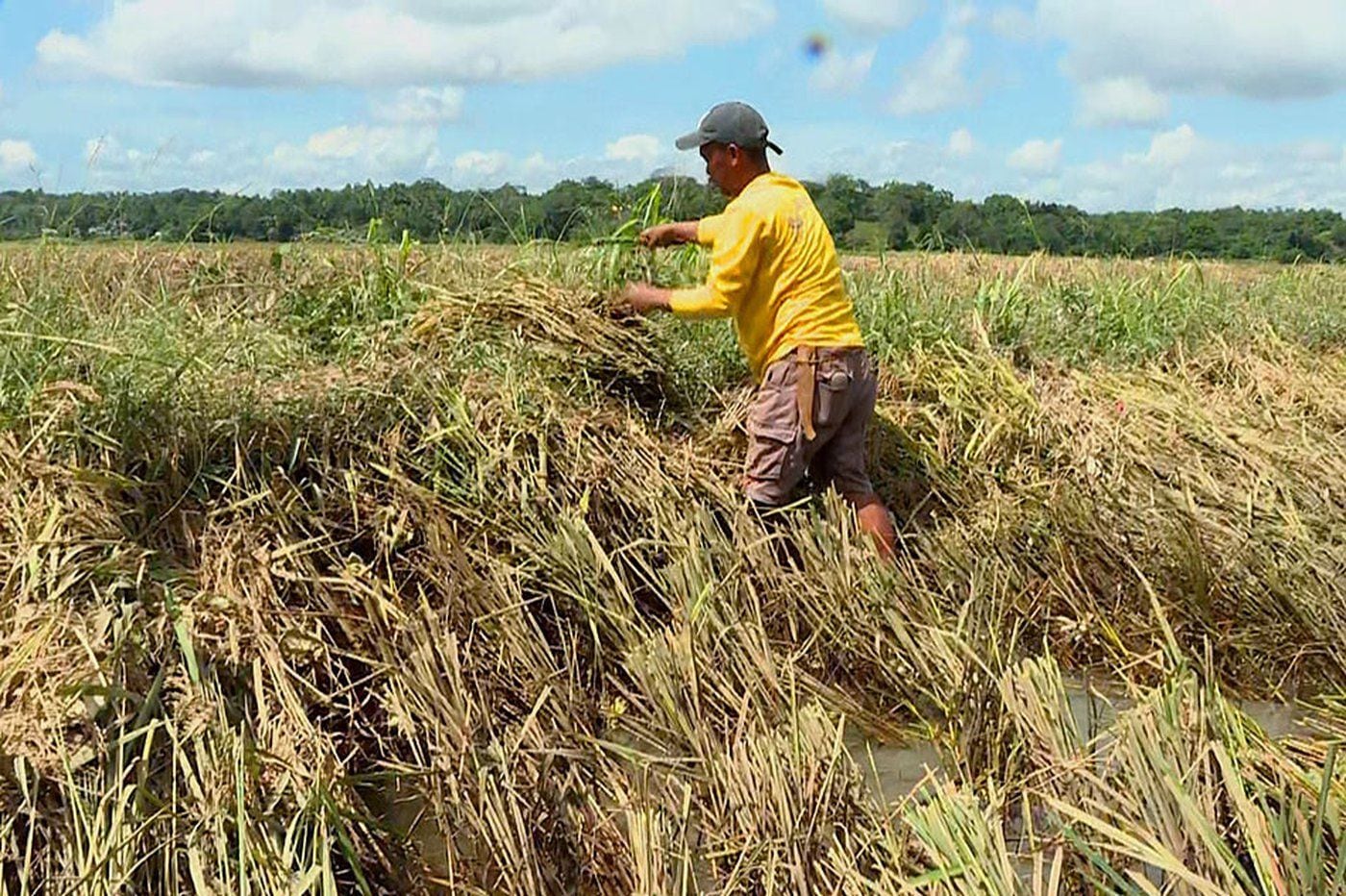70 porsiyento ng palayan sa Allacapan, Cagayan pinadapa ng Neneng ...