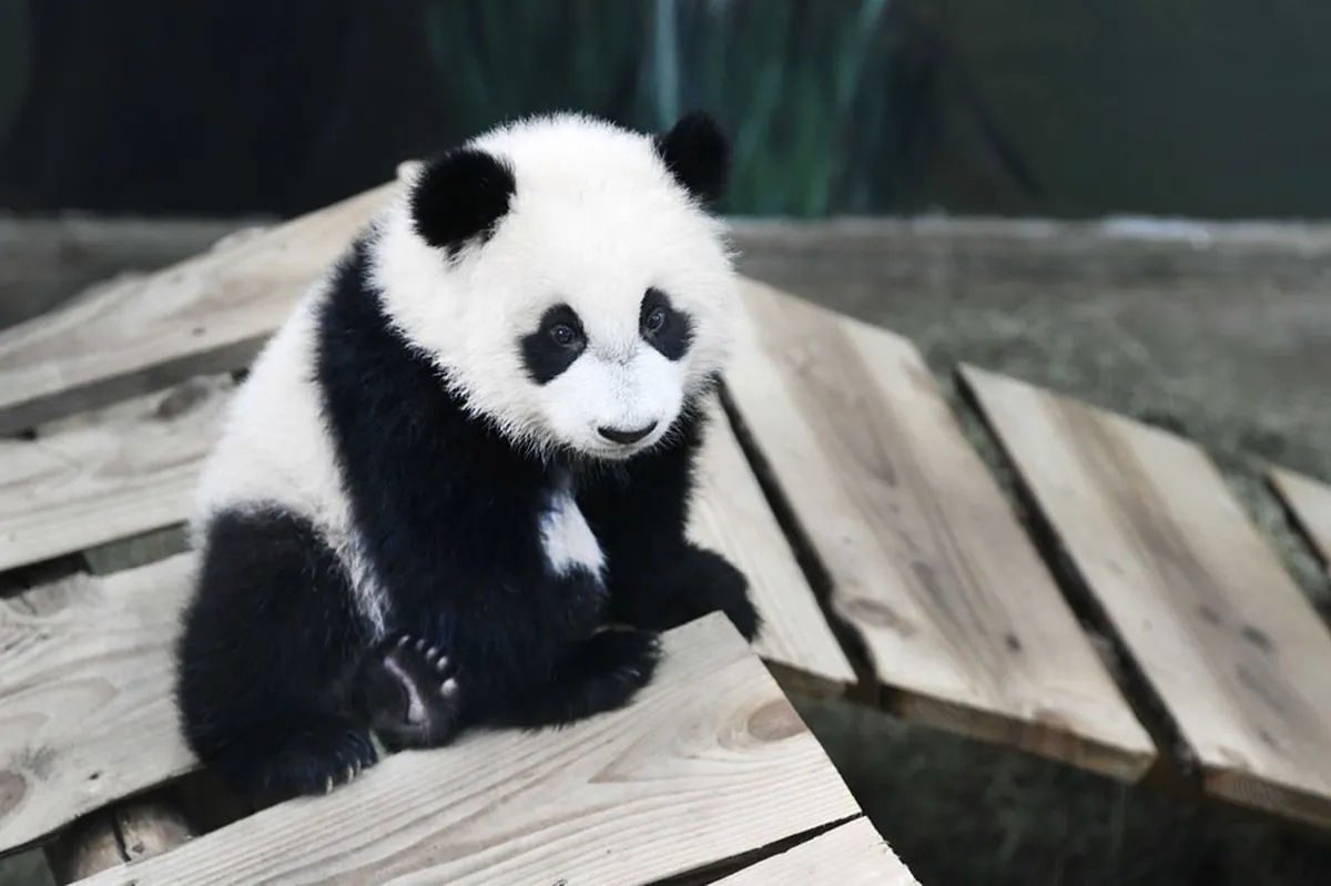 Male panda at Dutch zoo turns out to be female | ABS-CBN News